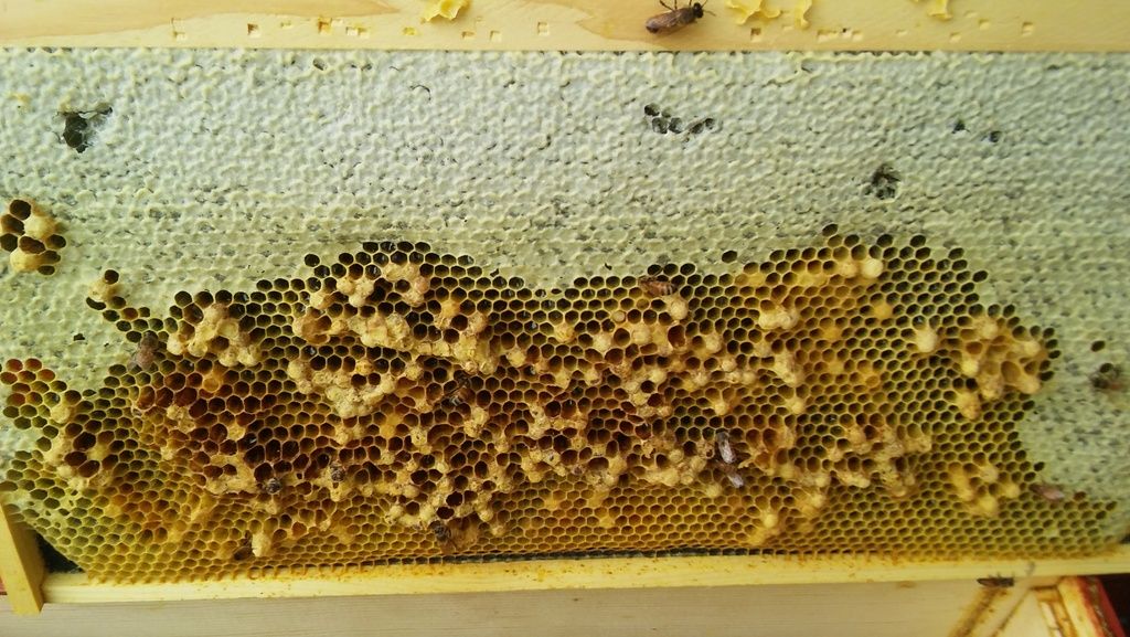 Why so many drones | Beesource Beekeeping Forums
